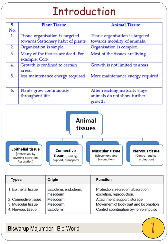 Animal Tissues | PDF | Endocrine and Metabolic Diseases | Diseases and ...