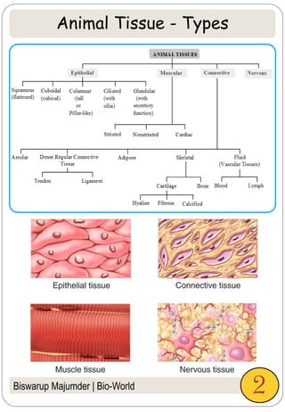 Animal Tissues | PDF