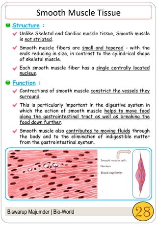 Animal Muscle Tissue