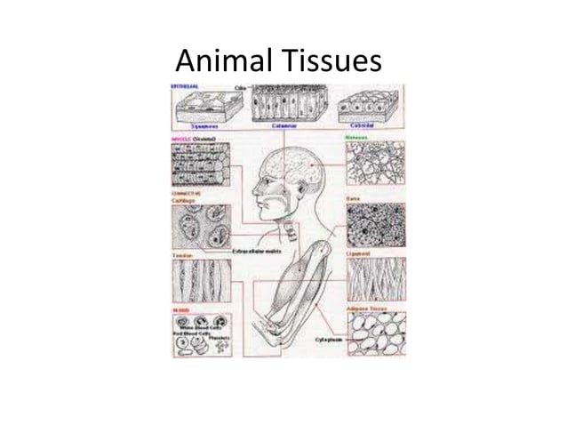 Animal Tissues.pptx