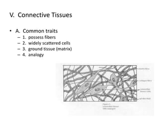 Animal Tissues.pptx