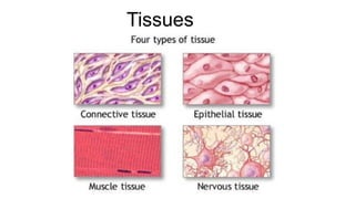 The PPT on Animal Tissues class Ninth .pptx