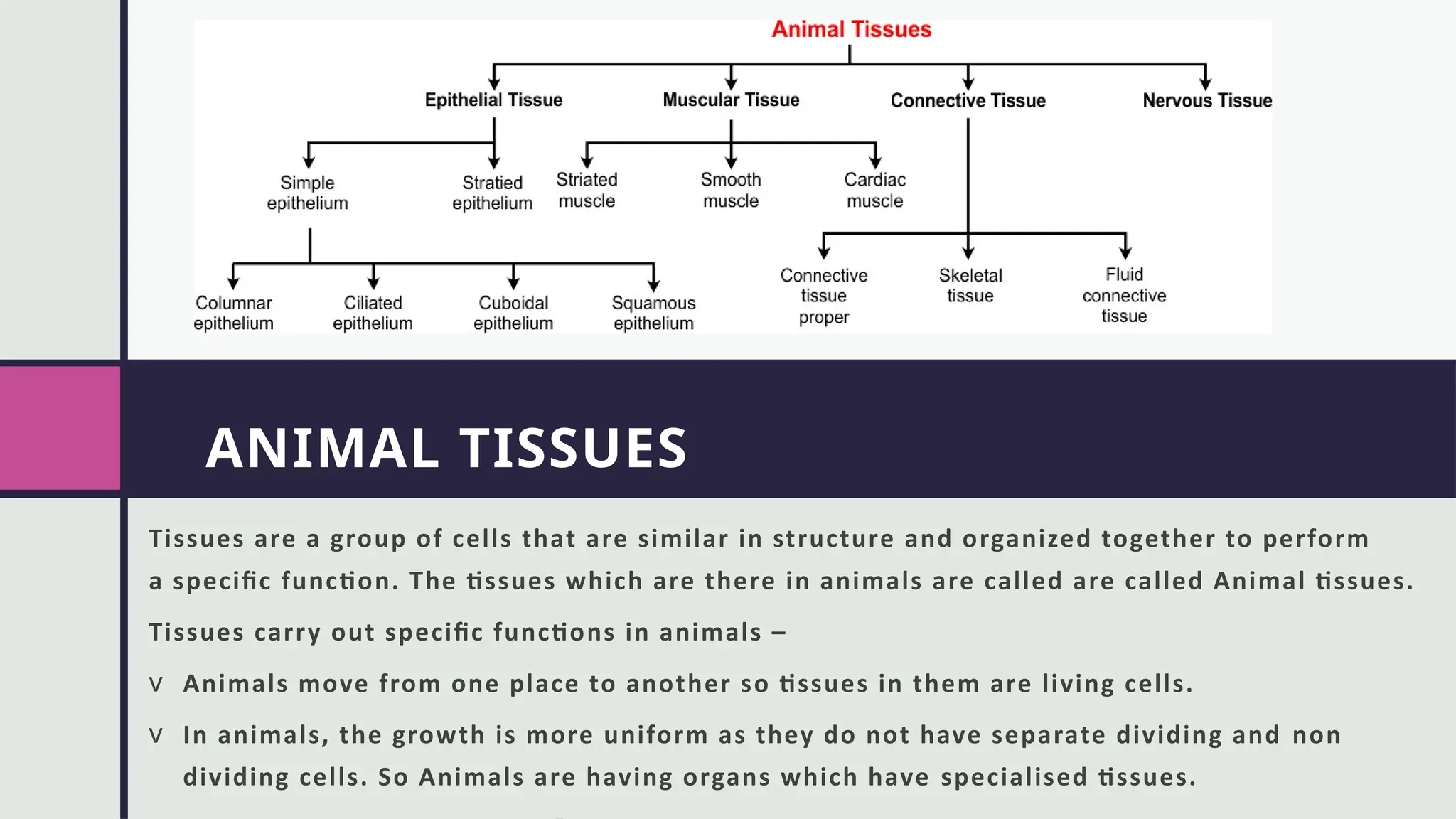 Animal Tissues.pptx @@@@@@@@@@@@@@@##### | PPT