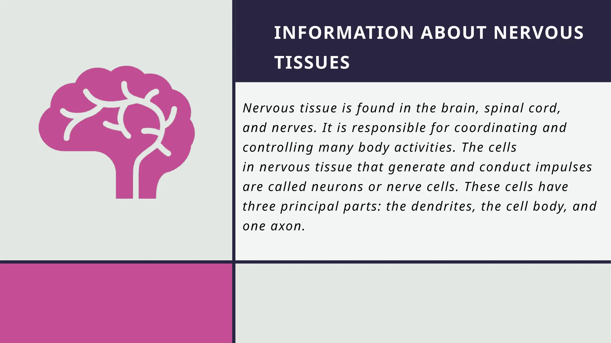Animal Tissues.pptx @@@@@@@@@@@@@@@##### | PPT