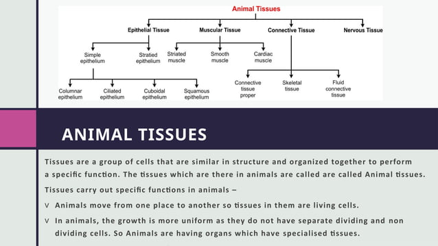 Animal Tissues.pptx @@@@@@@@@@@@@@@##### | PPT