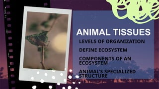 Biology 2 different types of animal tissues.pptx