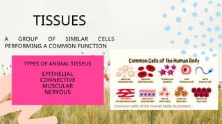 Biology 2 different types of animal tissues.pptx