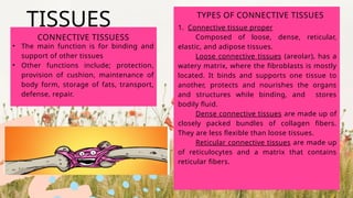 Biology 2 different types of animal tissues.pptx