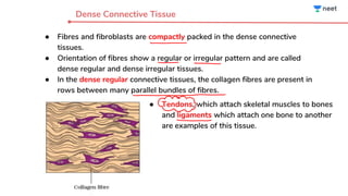 Animal Tissues- L3-connective .pdf