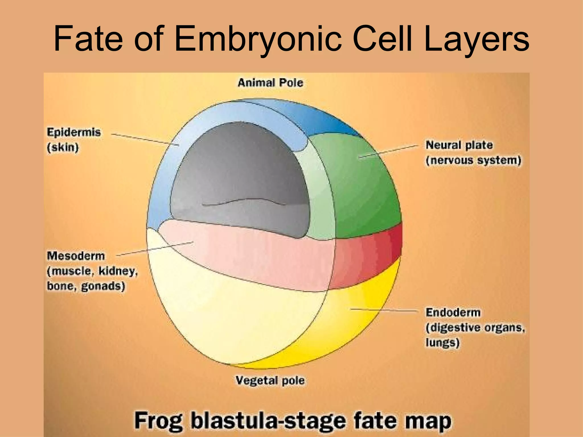 Animal Tissues And Homeostasis | PPT