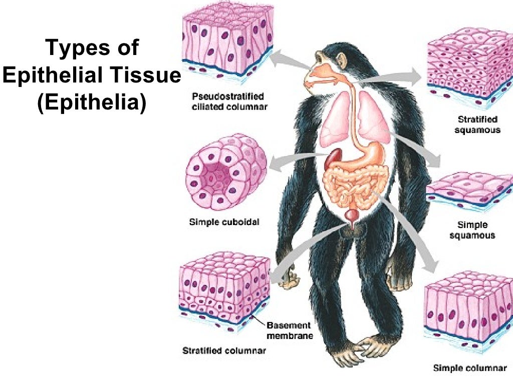 Animal Tissues And Homeostasis