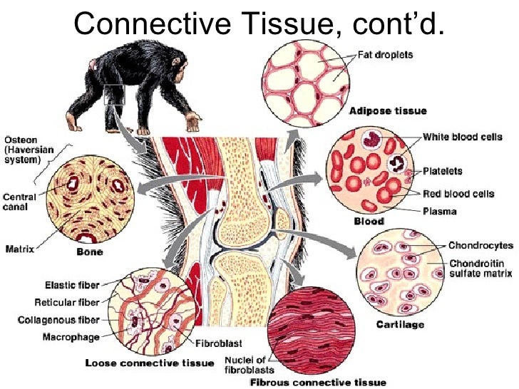Animal Tissues And Homeostasis