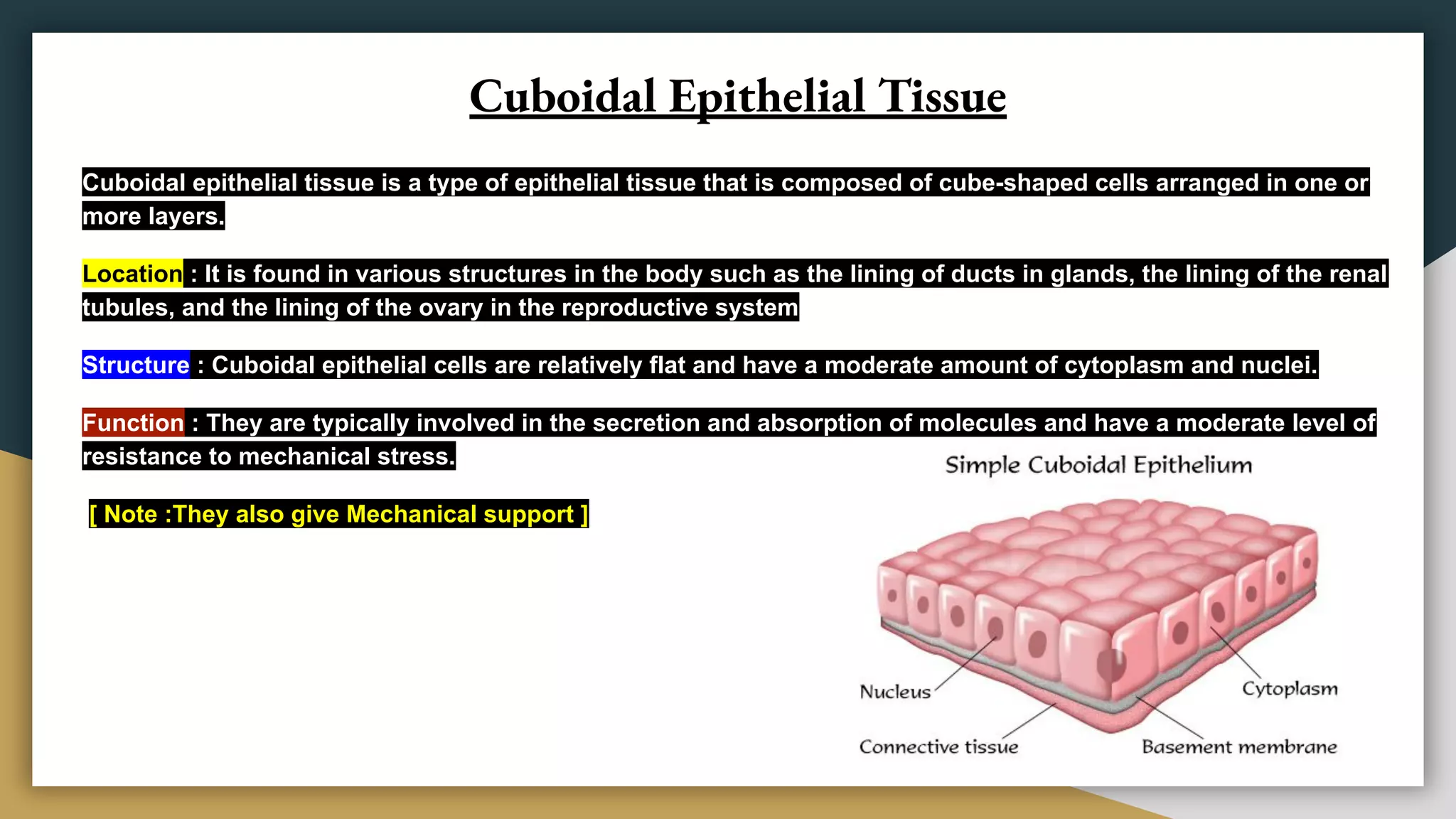 Animal Tissues class 9 cbse By Tanishq jain | PDF