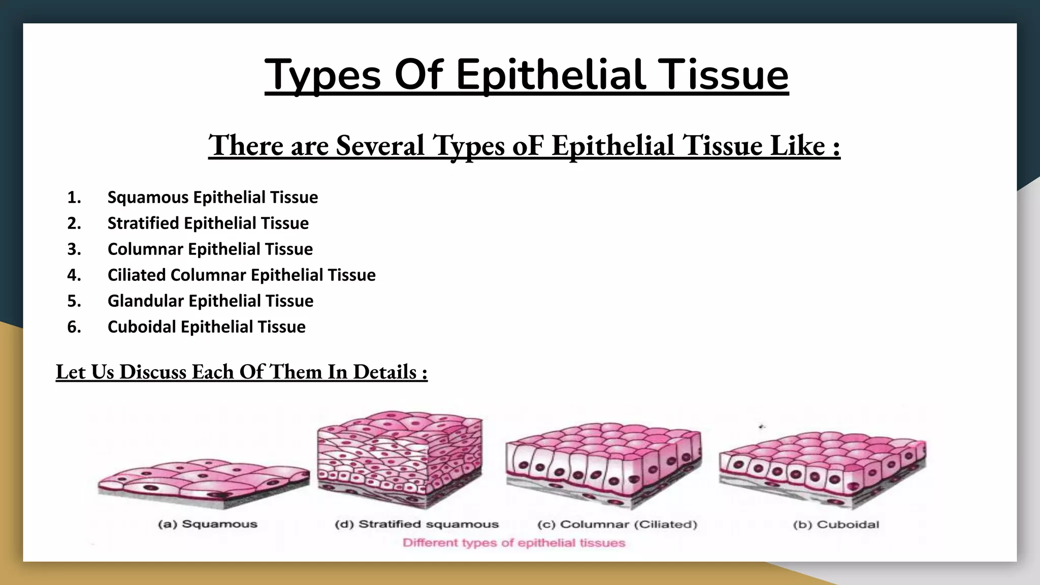 Animal Tissues class 9 cbse By Tanishq jain | PDF
