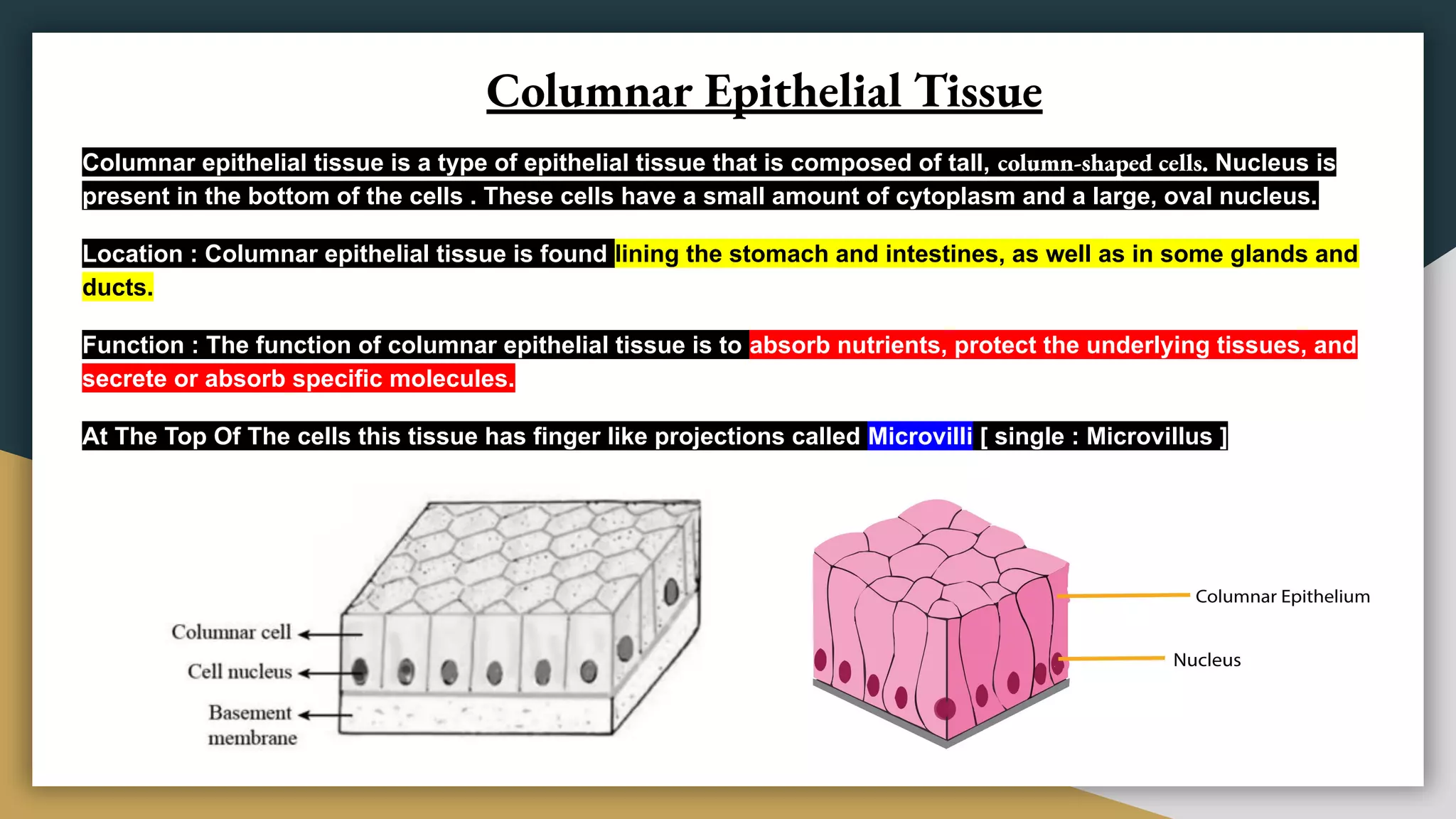 Animal Tissues class 9 cbse By Tanishq jain | PDF