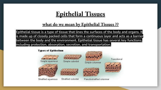Animal Tissues class 9 cbse By Tanishq jain | PDF