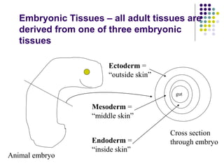 Animal_Tissues_medical.ppt