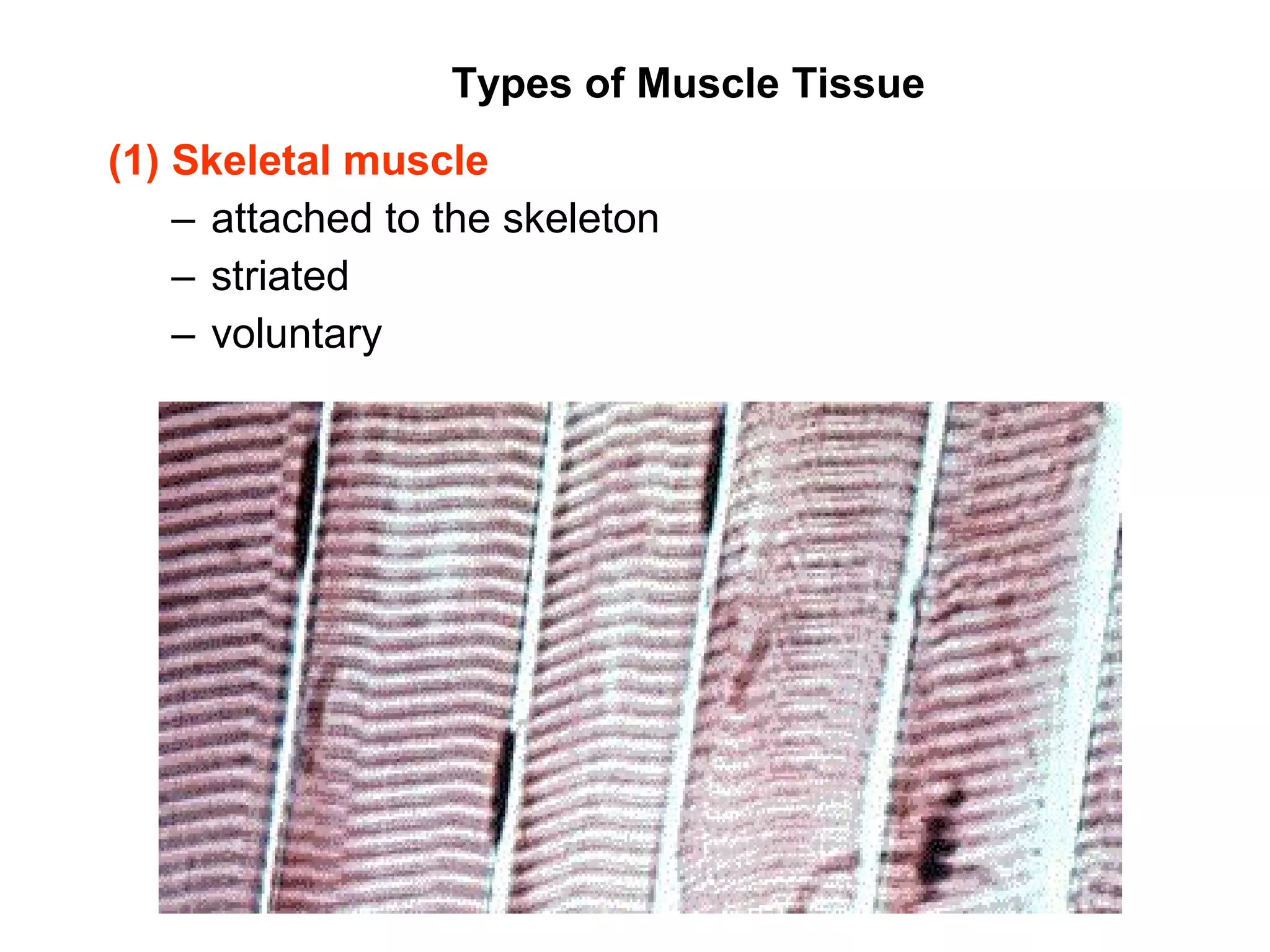 Animal tissues muscular & nervous | PPT