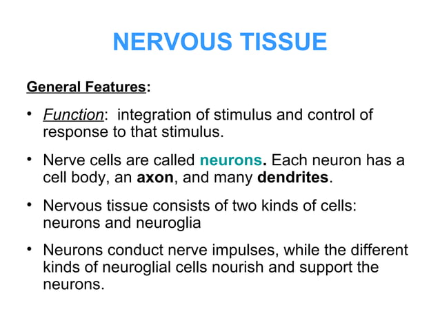 Animal tissues muscular & nervous | PPT