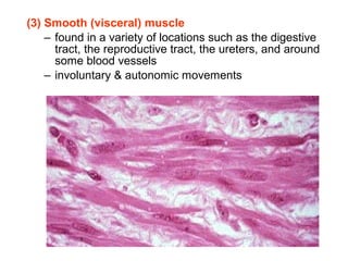 Animal Muscle Tissue