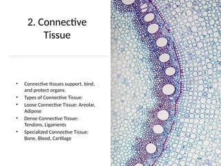 Animal_Tissues_Presentation skills of biology | PPT