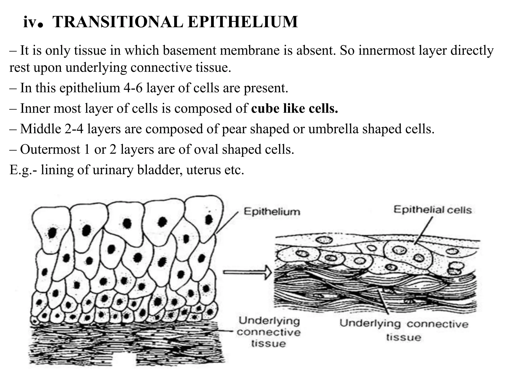 Animal Tissue Notes | PPTX | Biological Sciences | Science