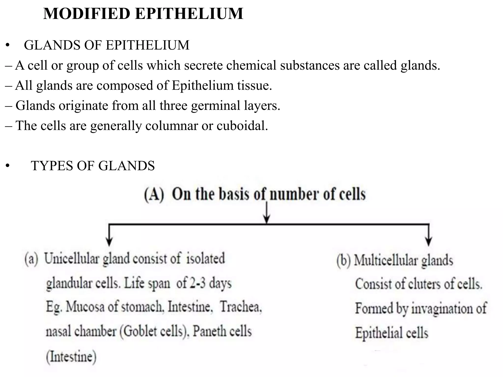 Animal Tissue Notes | PPTX | Biological Sciences | Science