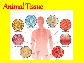Animal Tissue Notes | PPTX