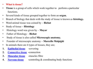 Animal Tissue Notes | PPTX