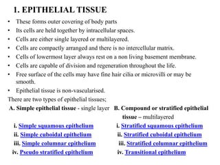 Animal Tissue Notes | PPTX