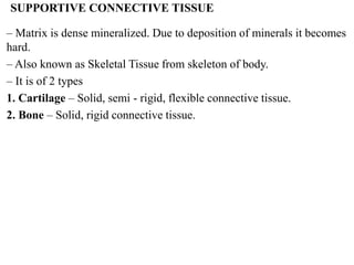 Animal Tissue Notes | PPTX