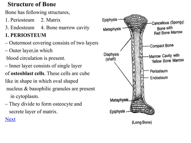 Animal Tissue Notes | PPT