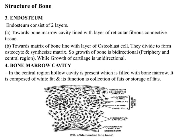 Animal Tissue Notes | PPT