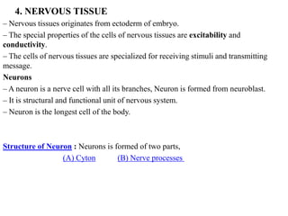 Animal Tissue Notes | PPTX