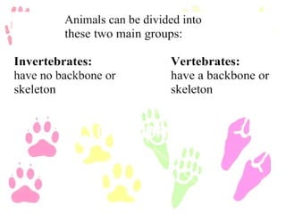 Animal to invertebrate: Notes and visuals on animal classification ...