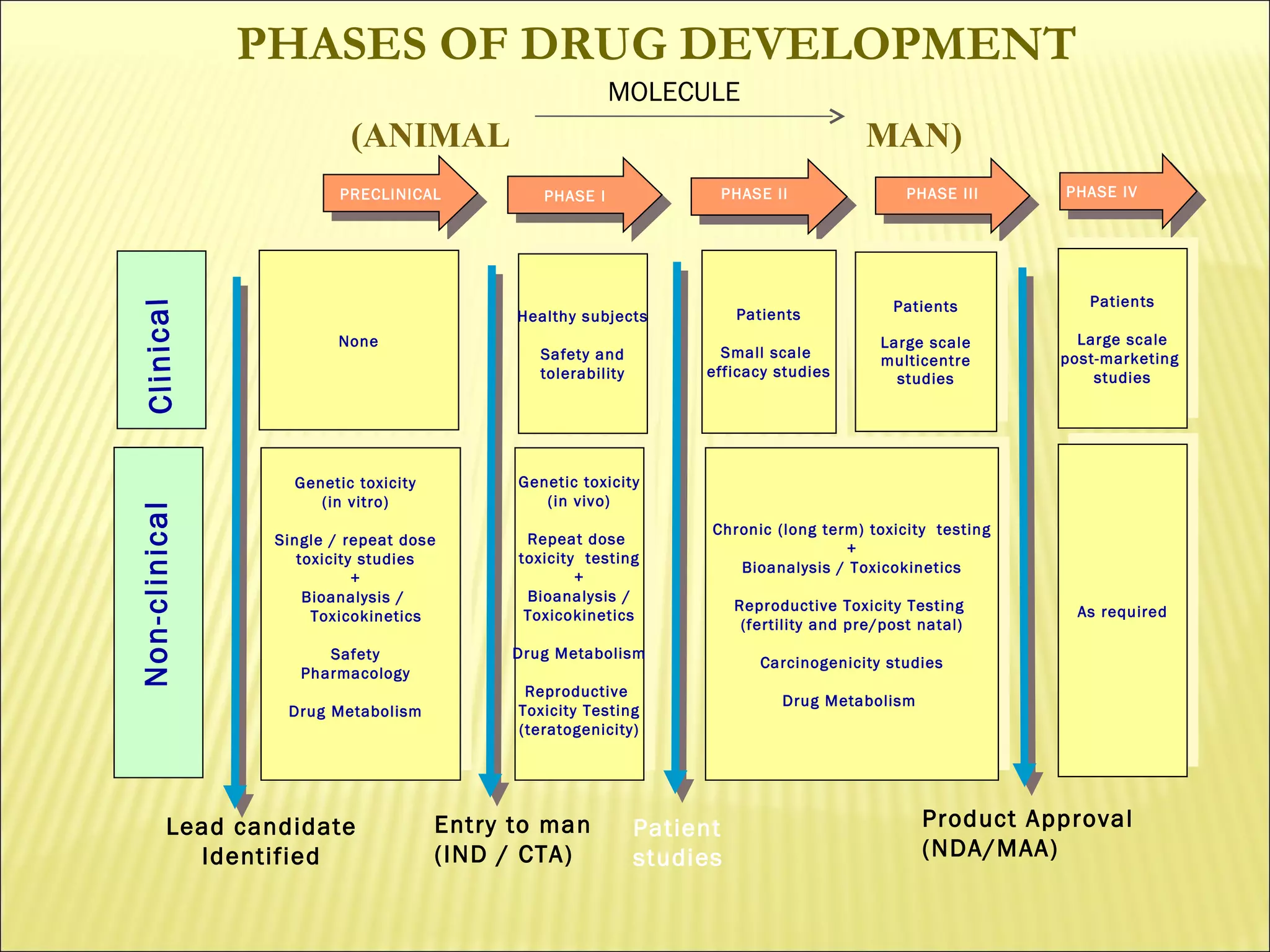 Animal toxicology studies | PPT