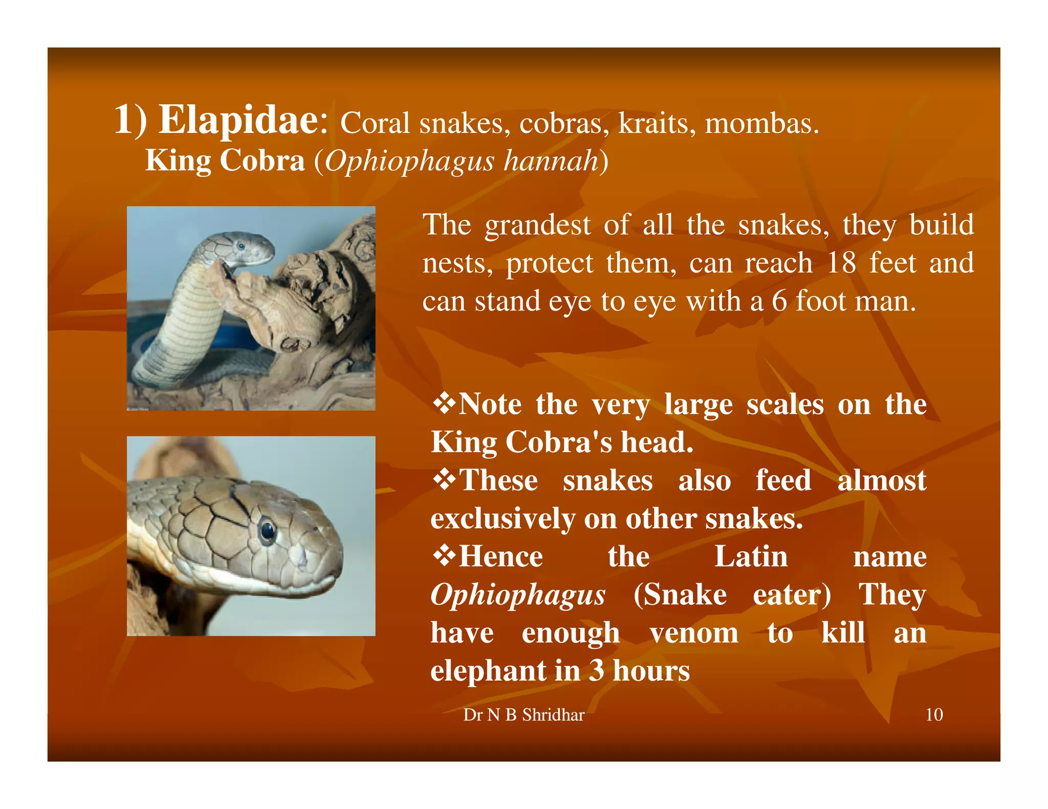 Animal toxins zootoxins and snake venom toxicity by Dr N B Shridhar | PDF
