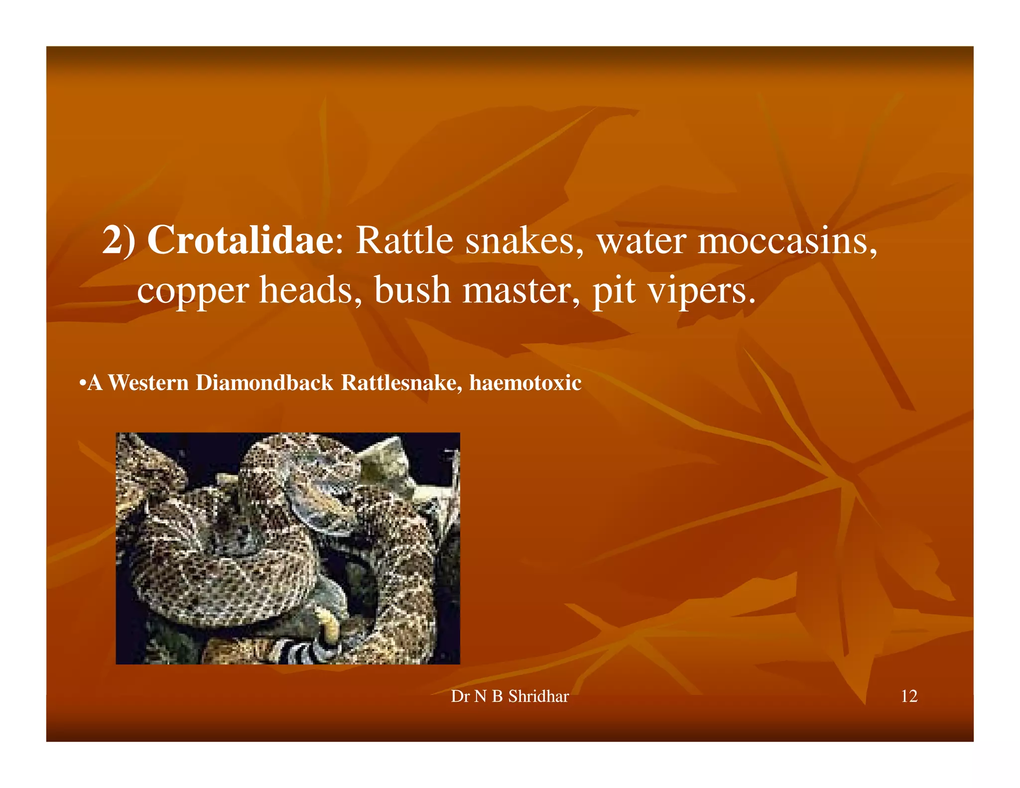 Animal toxins zootoxins and snake venom toxicity by Dr N B Shridhar | PDF