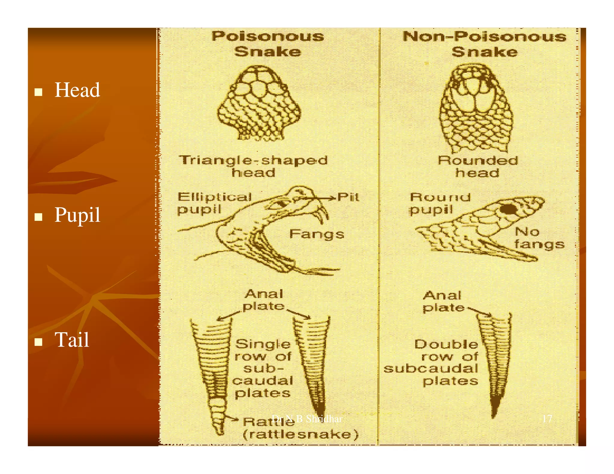 Animal toxins zootoxins and snake venom toxicity by Dr N B Shridhar | PDF