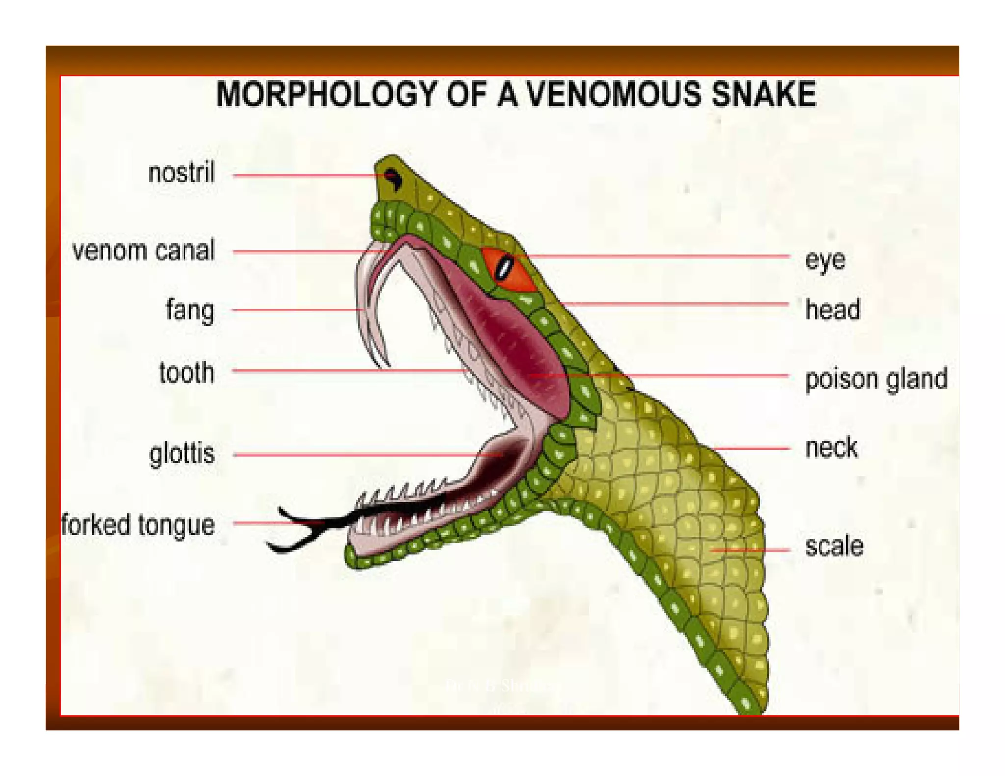 Animal toxins zootoxins and snake venom toxicity by Dr N B Shridhar | PDF