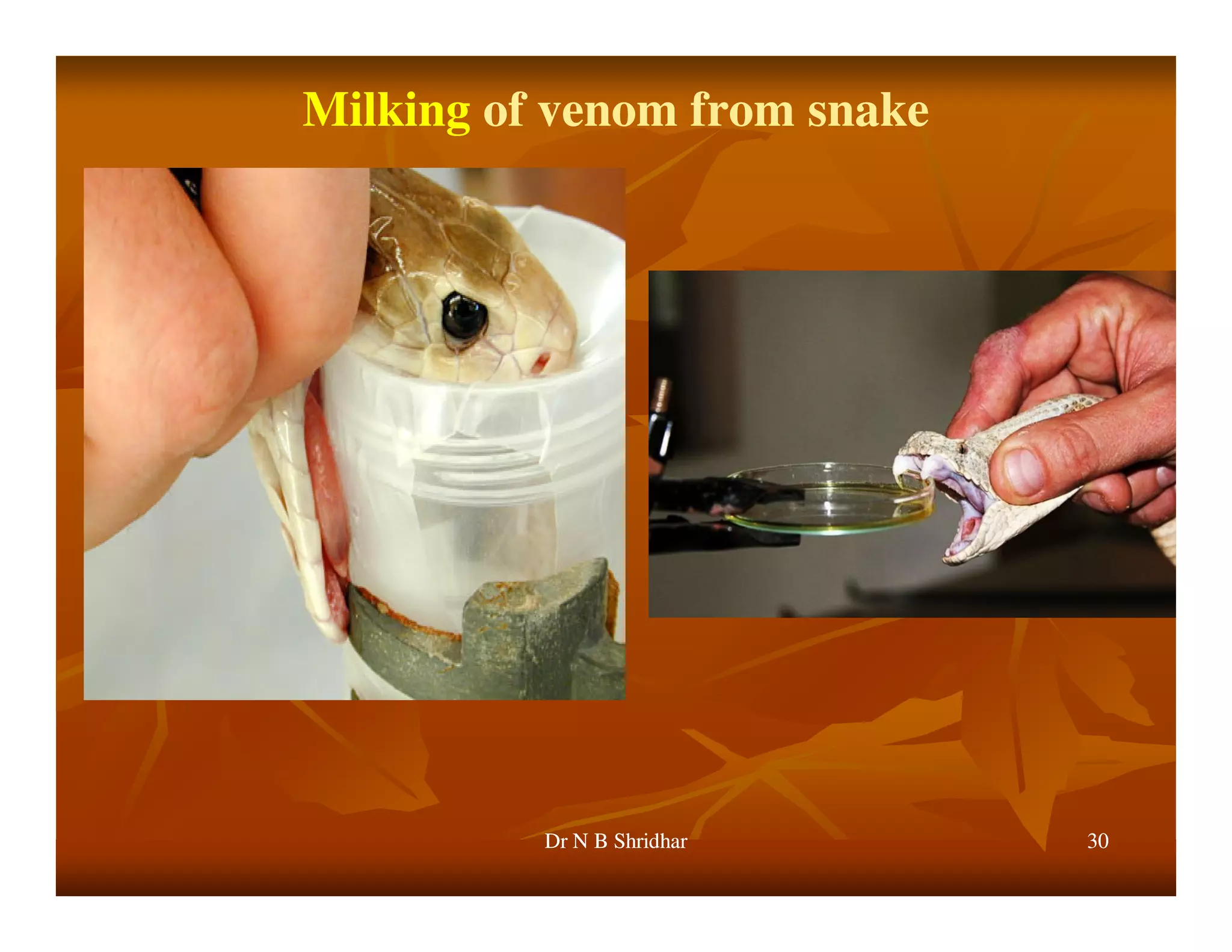 Animal toxins zootoxins and snake venom toxicity by Dr N B Shridhar | PDF
