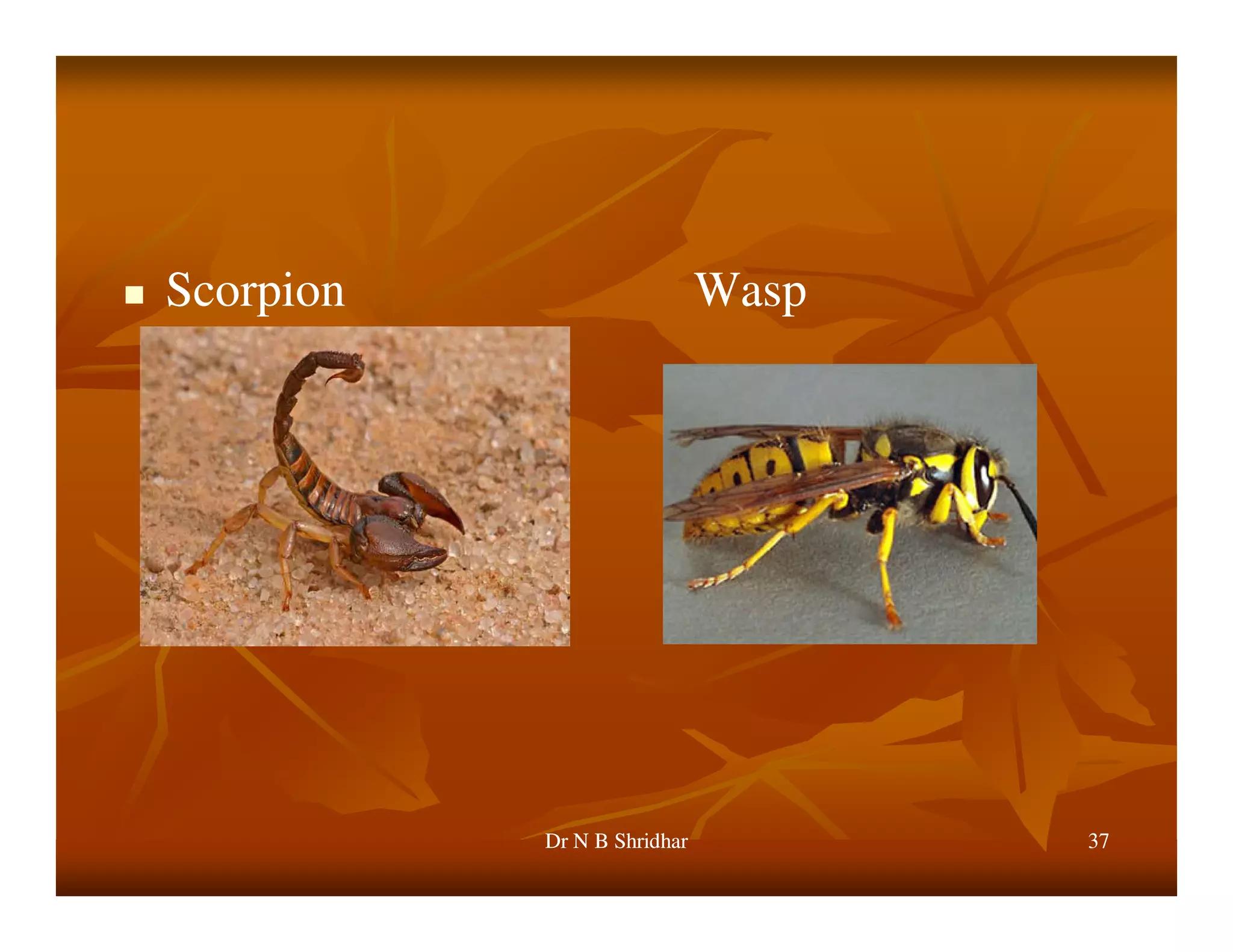 Animal toxins zootoxins and snake venom toxicity by Dr N B Shridhar | PDF
