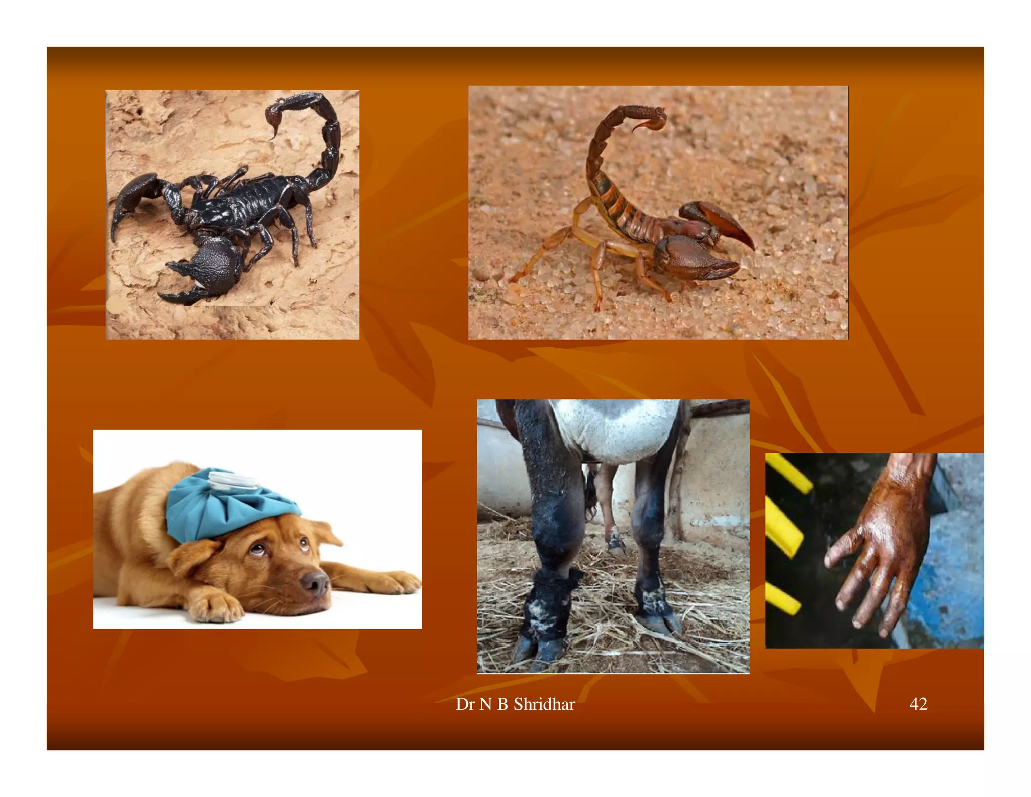 Animal toxins zootoxins and snake venom toxicity by Dr N B Shridhar | PDF