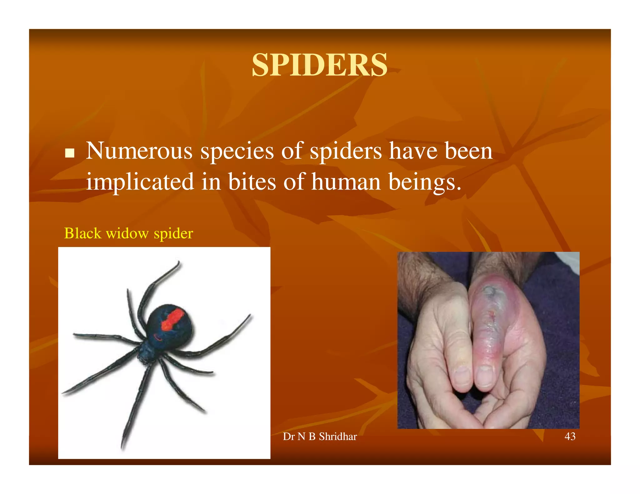 Animal toxins zootoxins and snake venom toxicity by Dr N B Shridhar | PDF