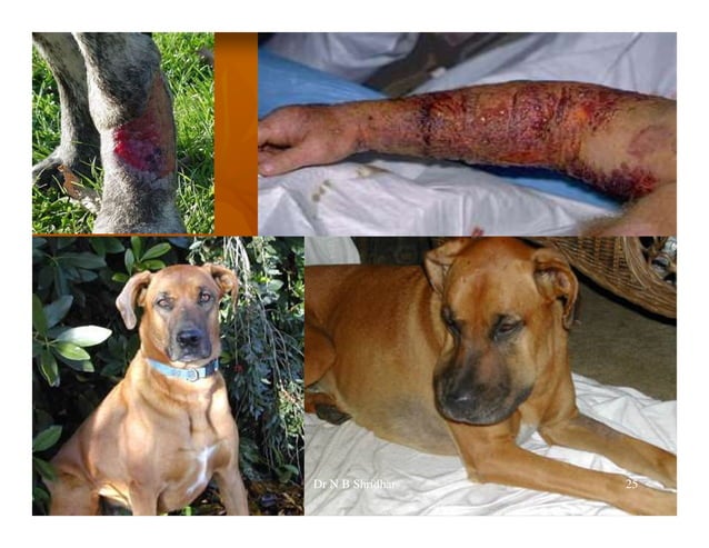 Animal toxins zootoxins and snake venom toxicity by Dr N B Shridhar | PDF