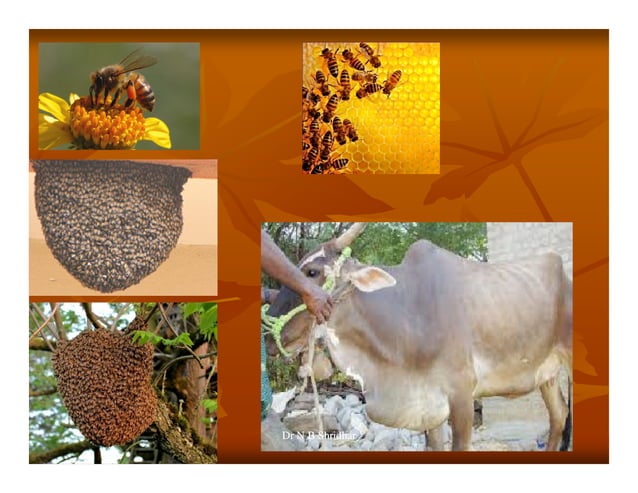 Animal toxins zootoxins and snake venom toxicity by Dr N B Shridhar | PDF