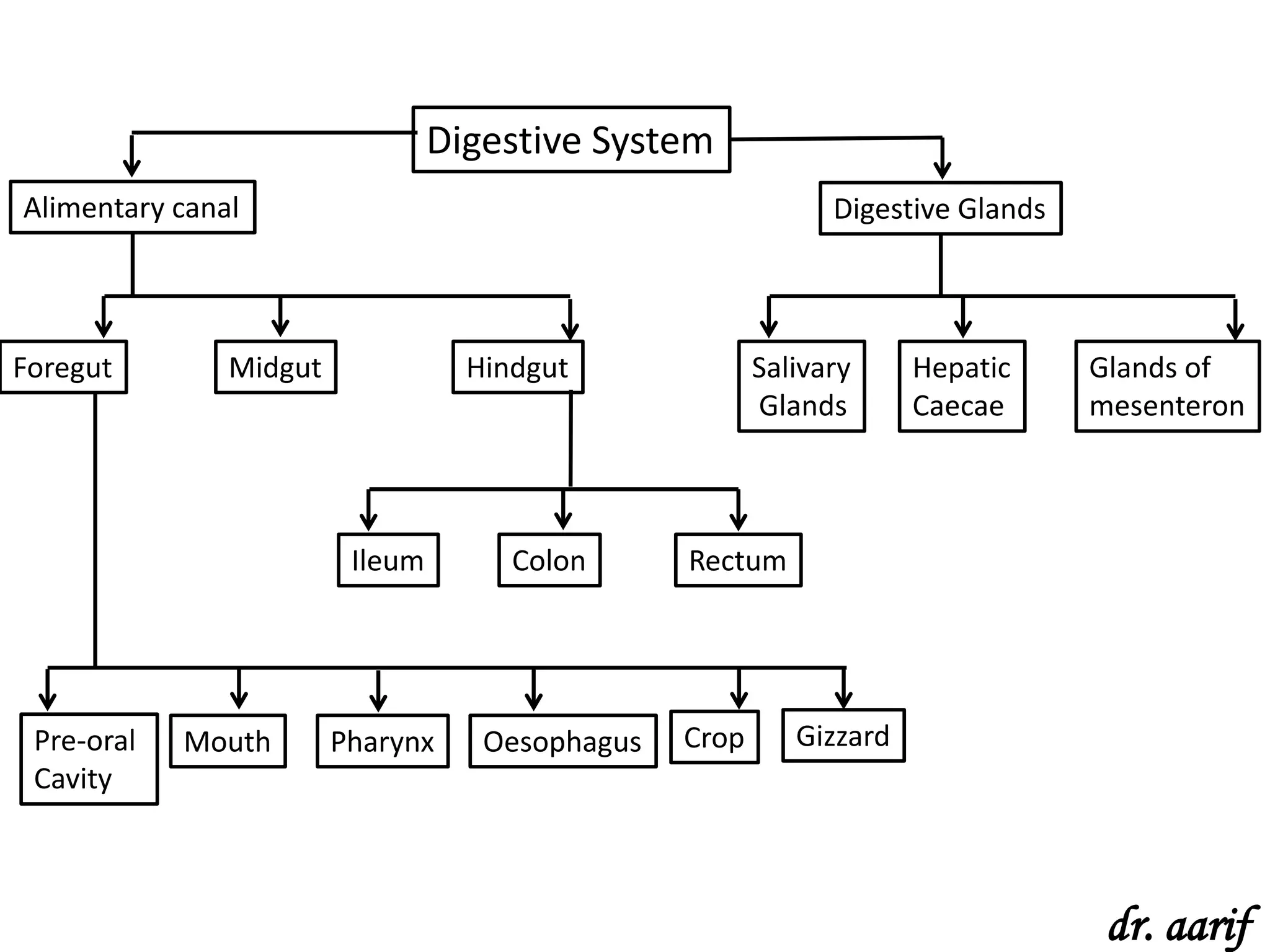 Animal types cockroach | PPSX