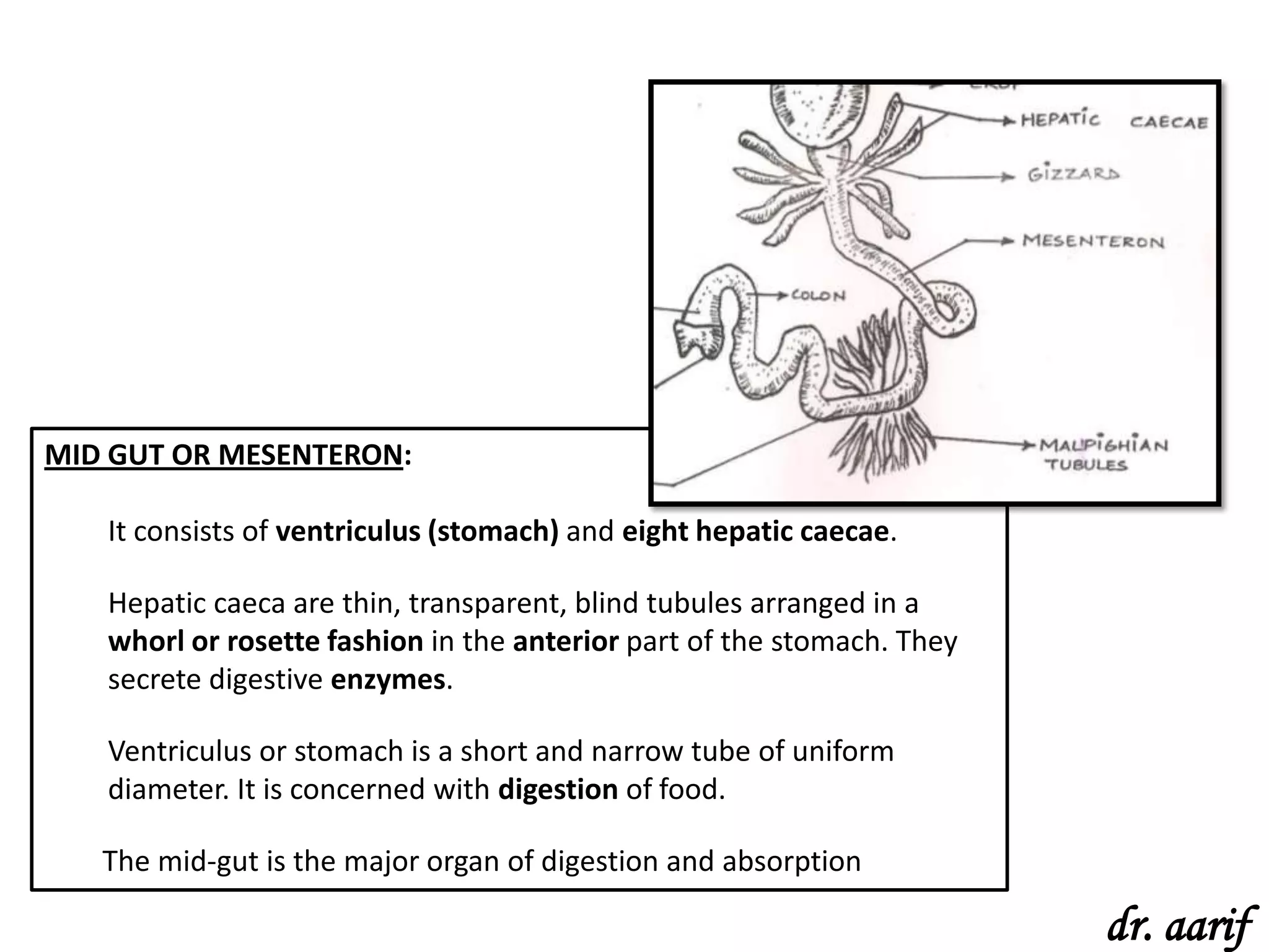 Animal types cockroach | PPSX