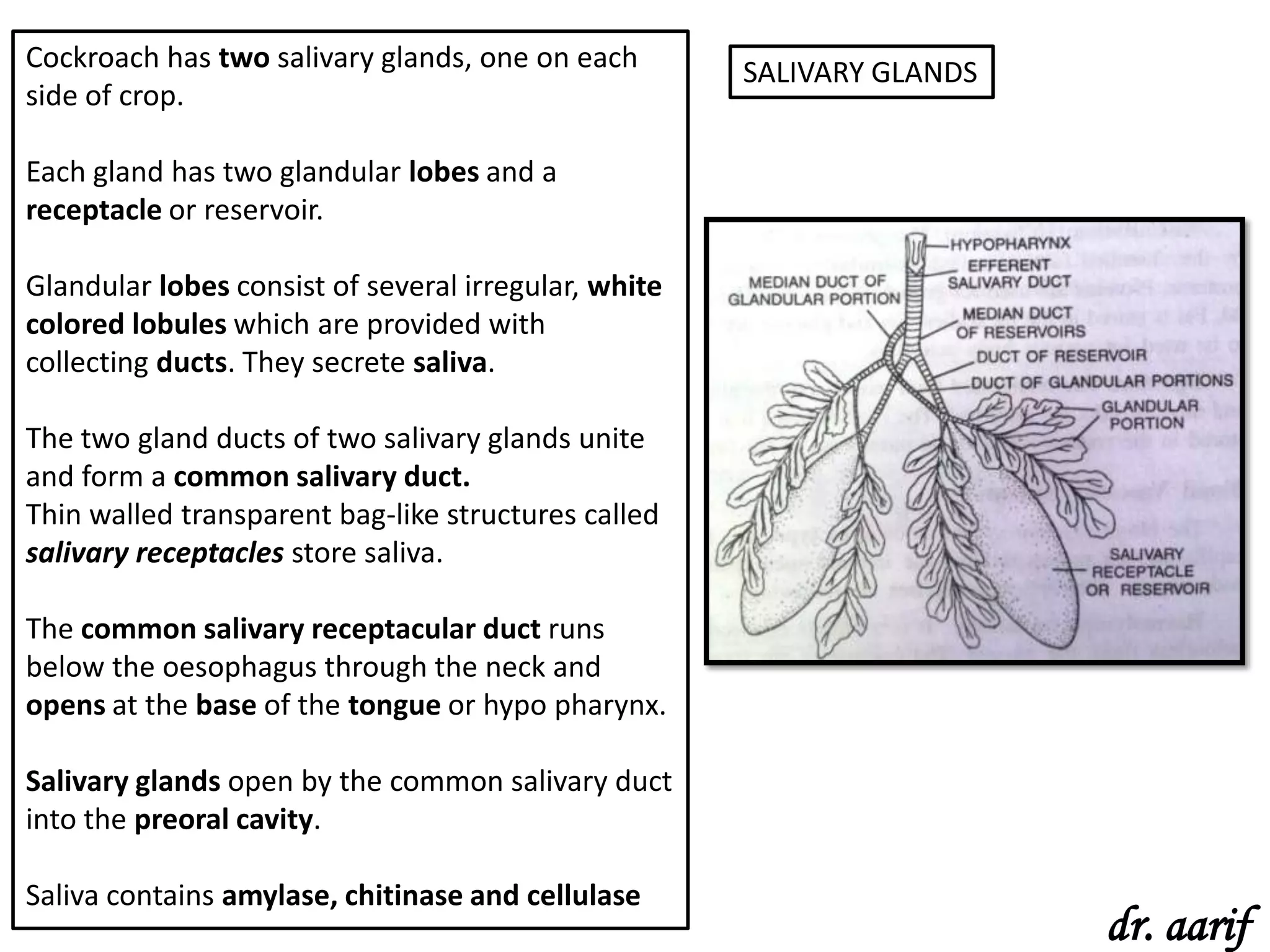 Animal types cockroach | PPSX