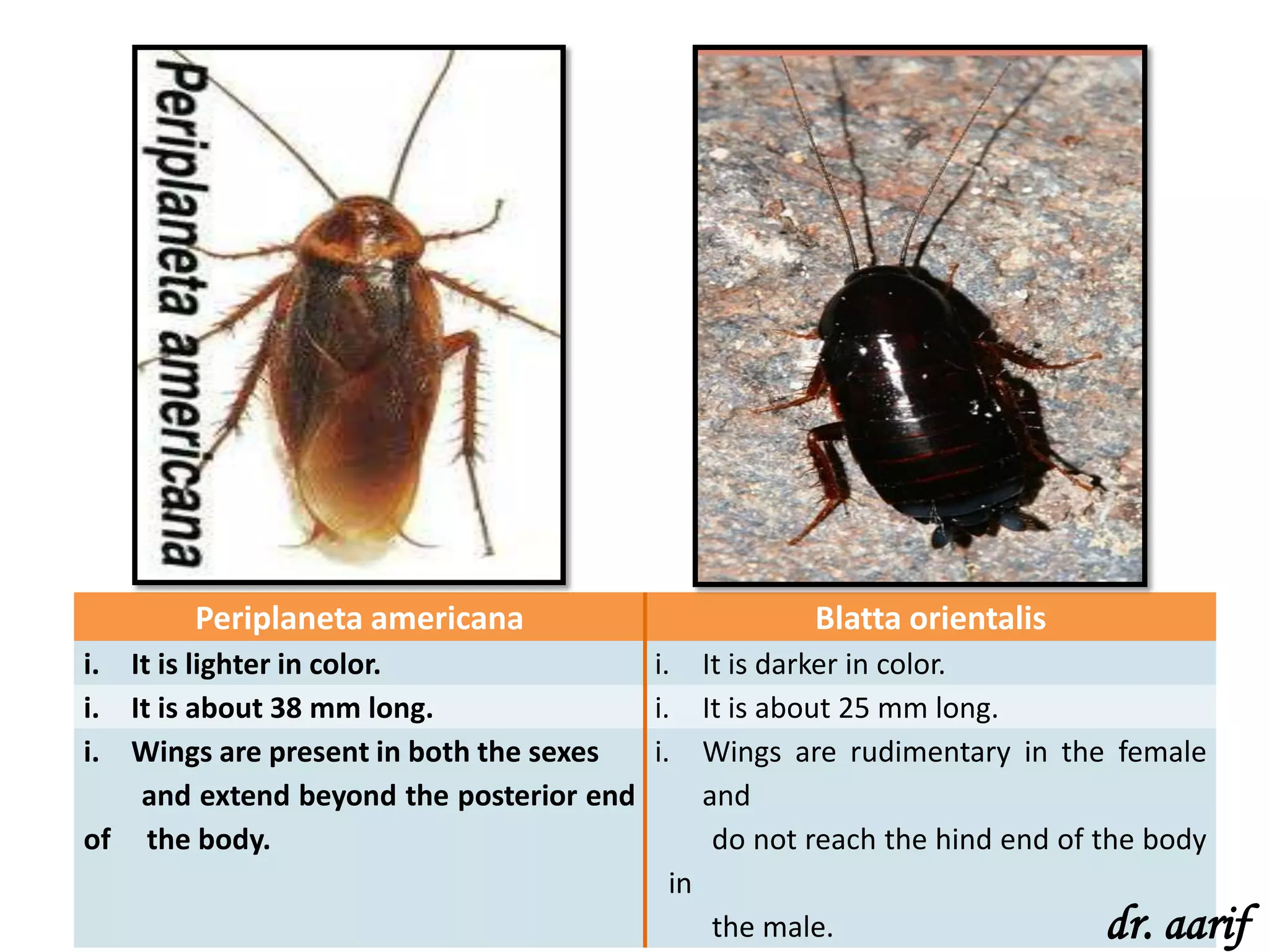 Animal types cockroach | PPT